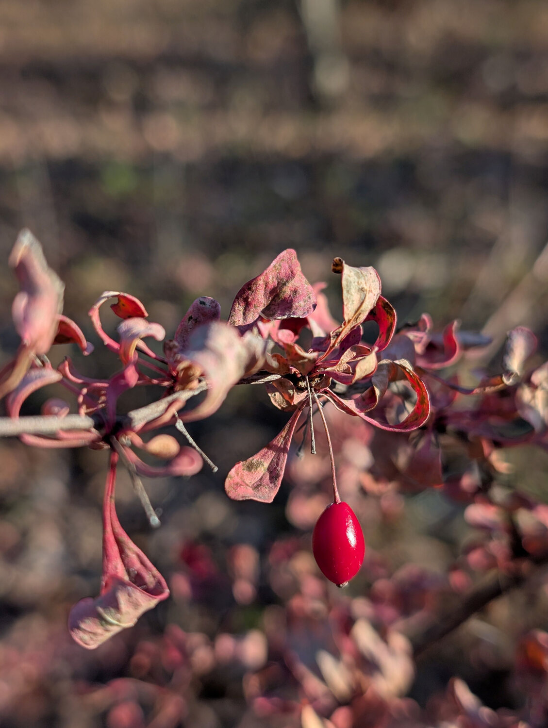 Natural Connections: The Red Warning of Barberry - Tomahawk Leader