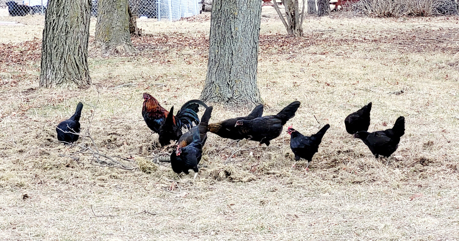 Village approves backyard chickens - Waupaca County Post