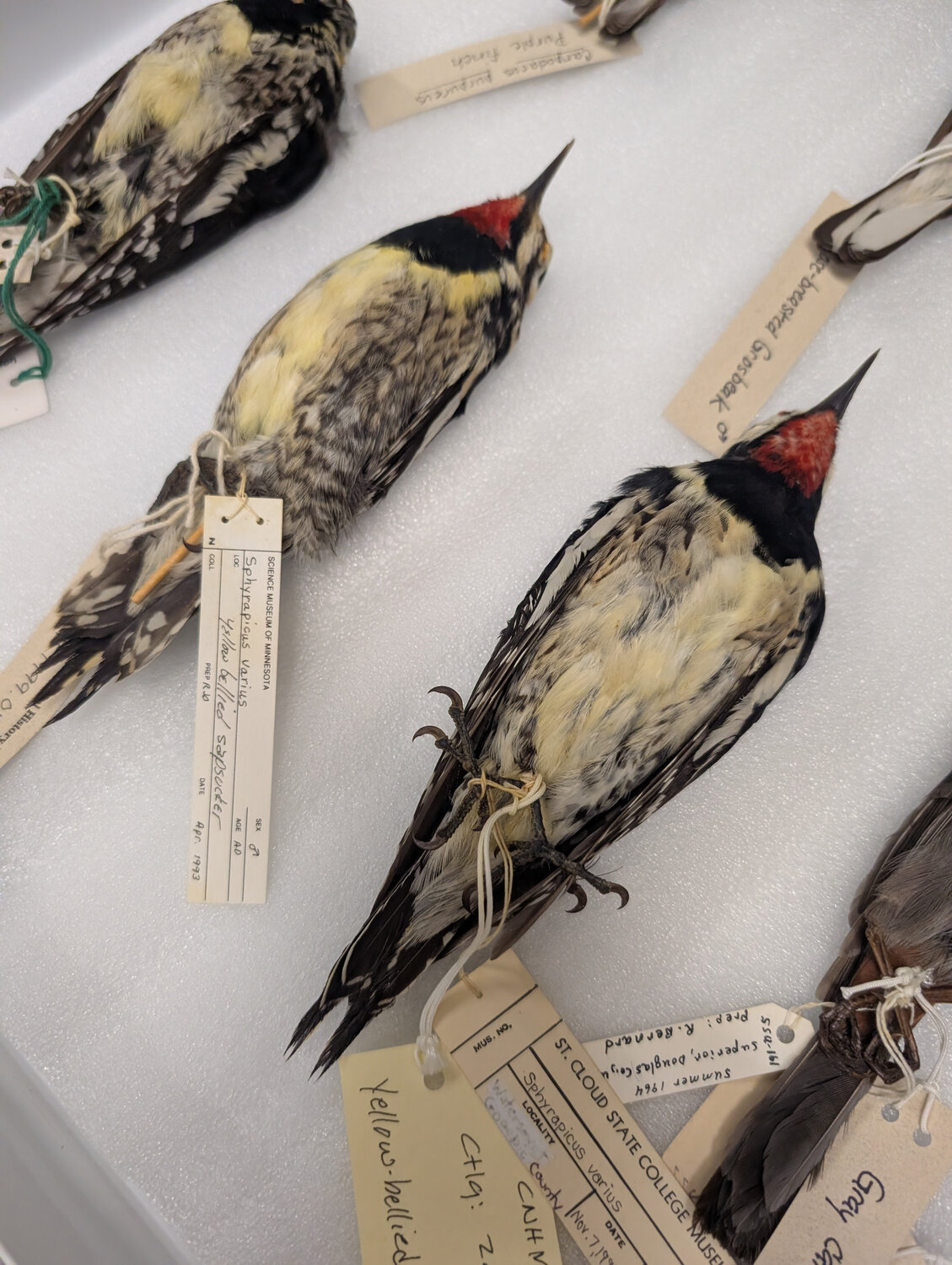 Natural Connections: Mis-Named Birds - Tomahawk Leader