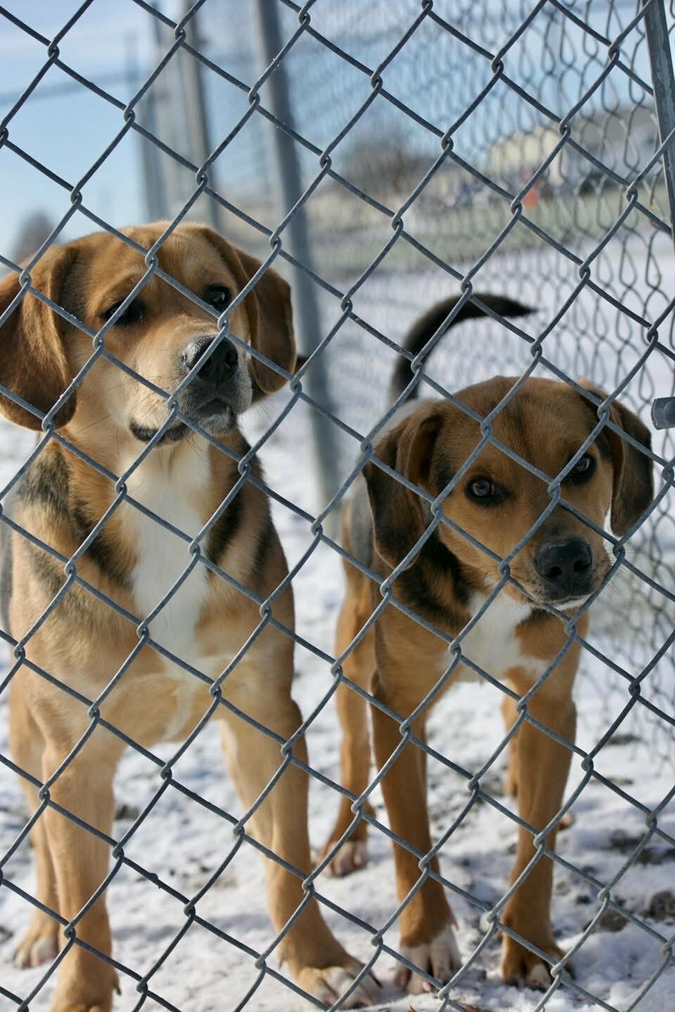 Shelter over capacity, urgently needs fosters/adopters - The Mt ...