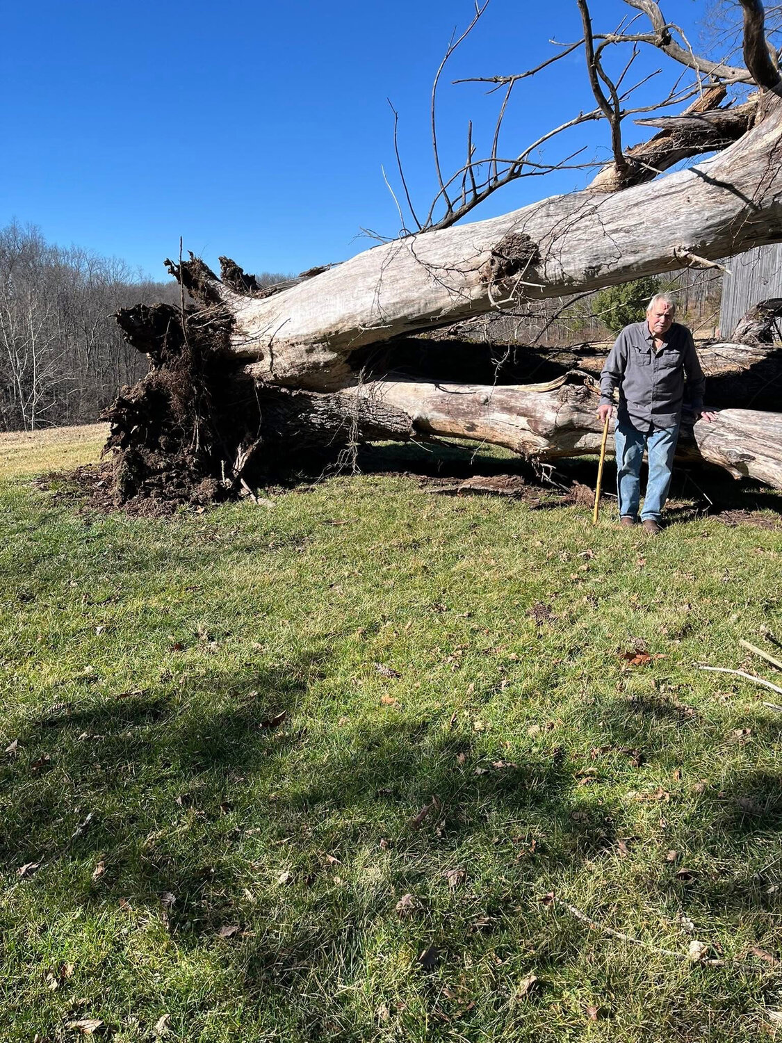 Massive tree falls on home with local resident inside - The Mt ...