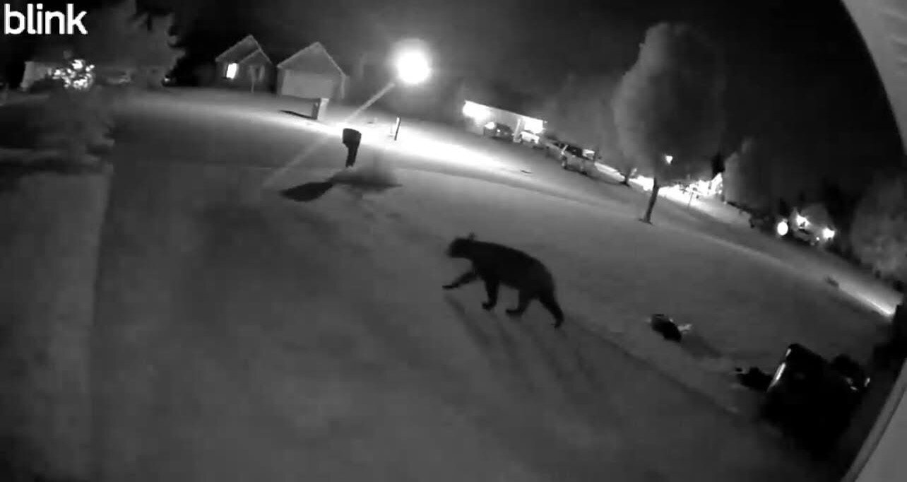 Multiple black bear sightings reported locally: Fish and wildlife says ...