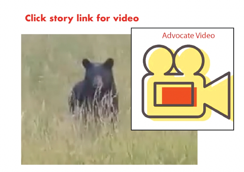 Multiple black bear sightings reported locally: Fish and wildlife says ...