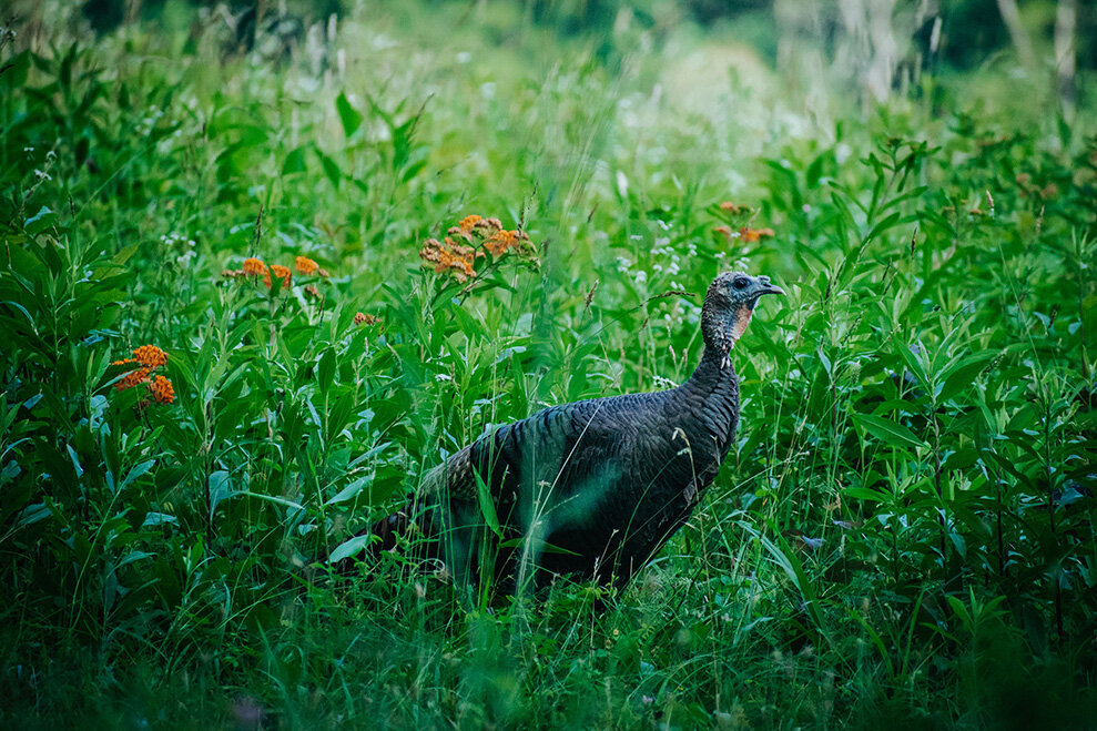 SHORTSHOTS: TWRA launches annual turkey observation survey - Paris Post ...