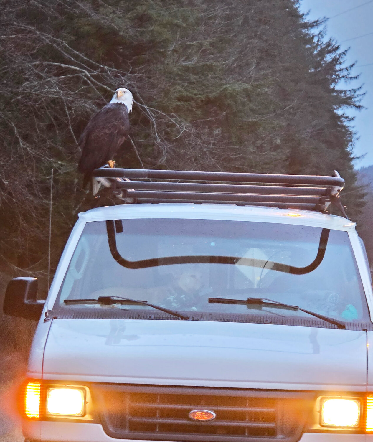 Ailing Eagle Goes to Raptor Center for Rehab - Daily Sitka Sentinel