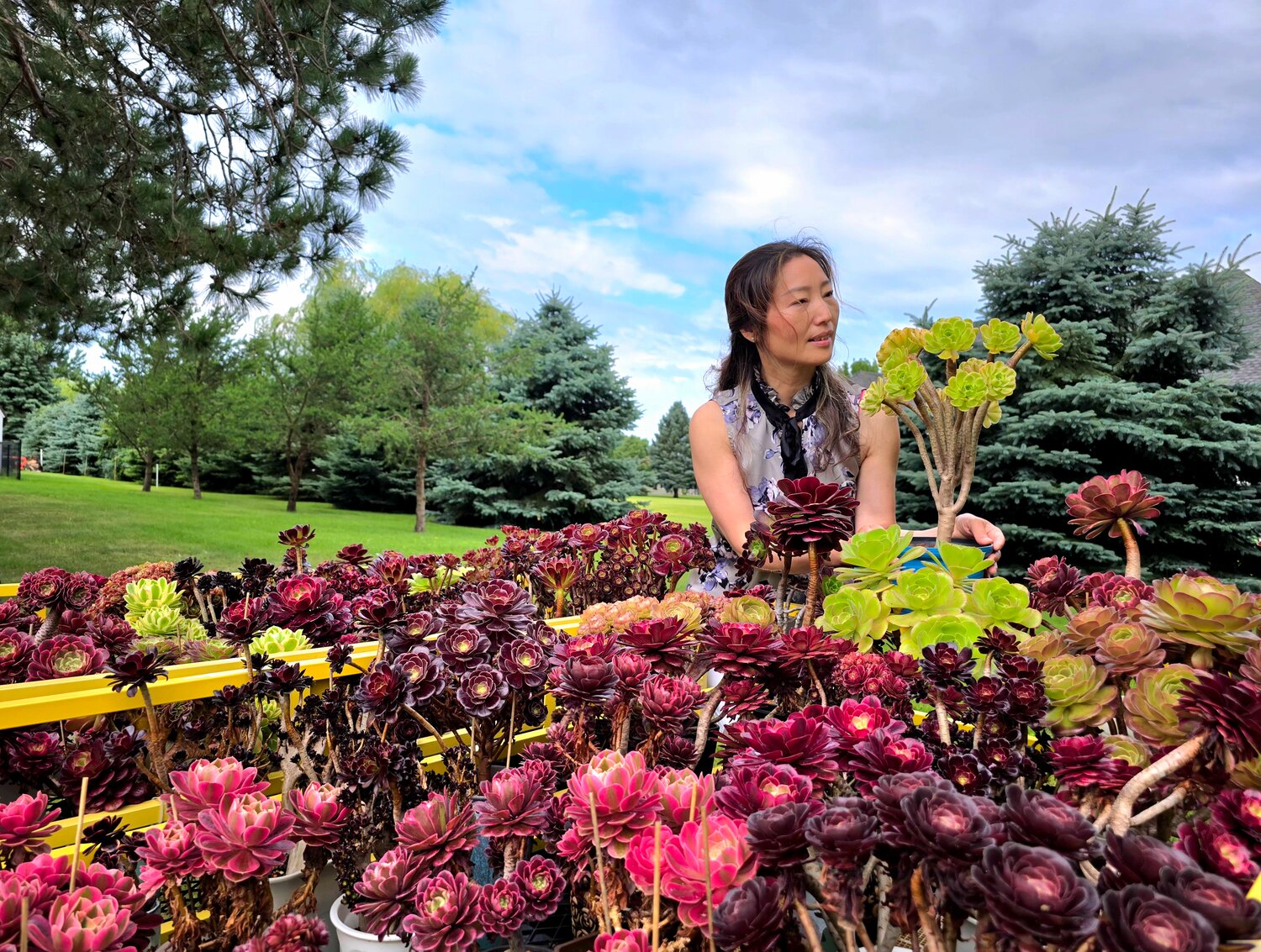 Where the succulents grow - Sauk Centre Herald