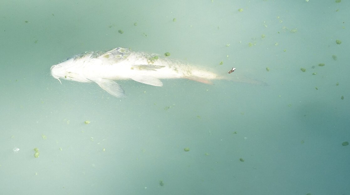 Young carp piling up as herpes virus proves fatalBest thing to do ...