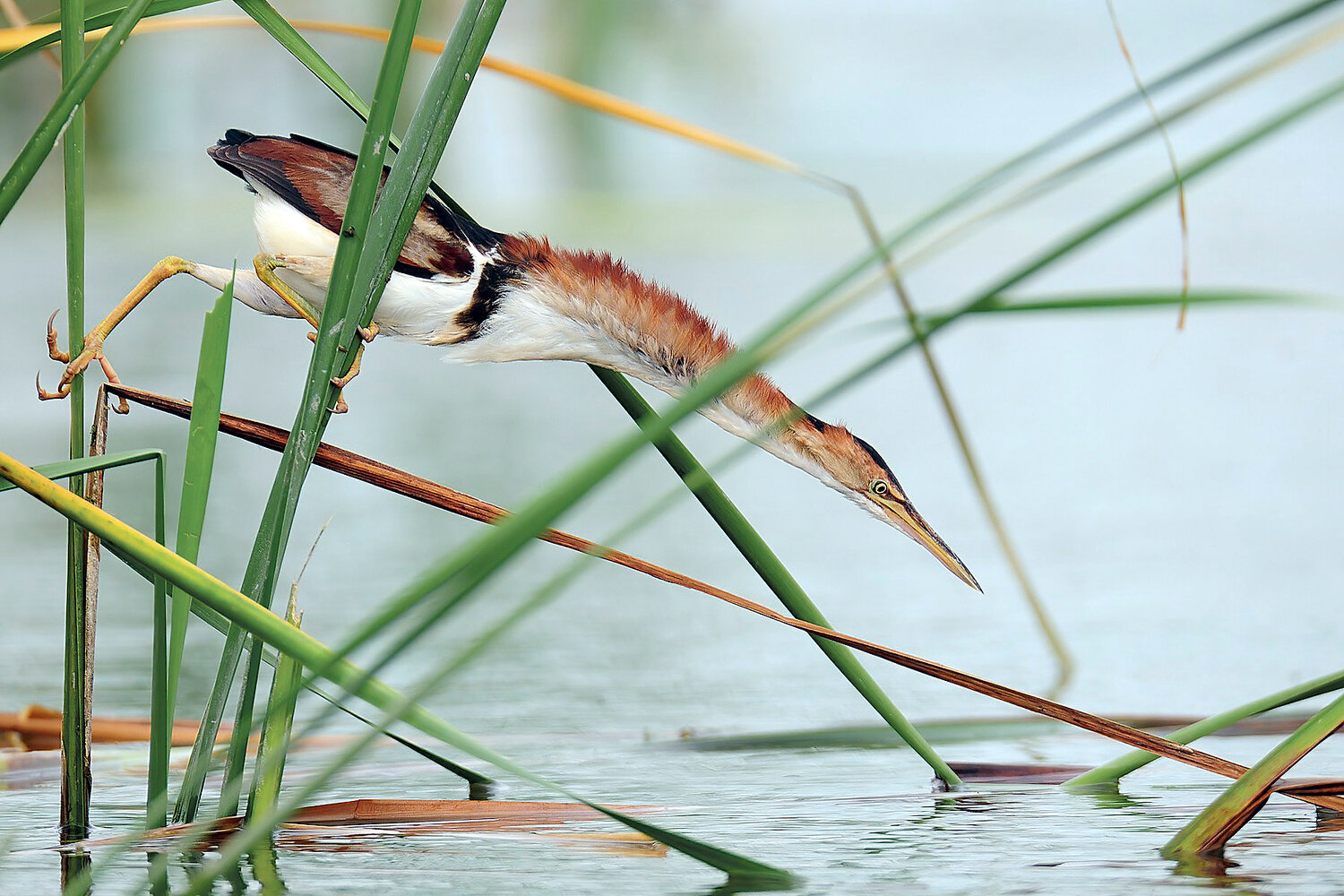 Waterbirds - Storm Lake Times Pilot