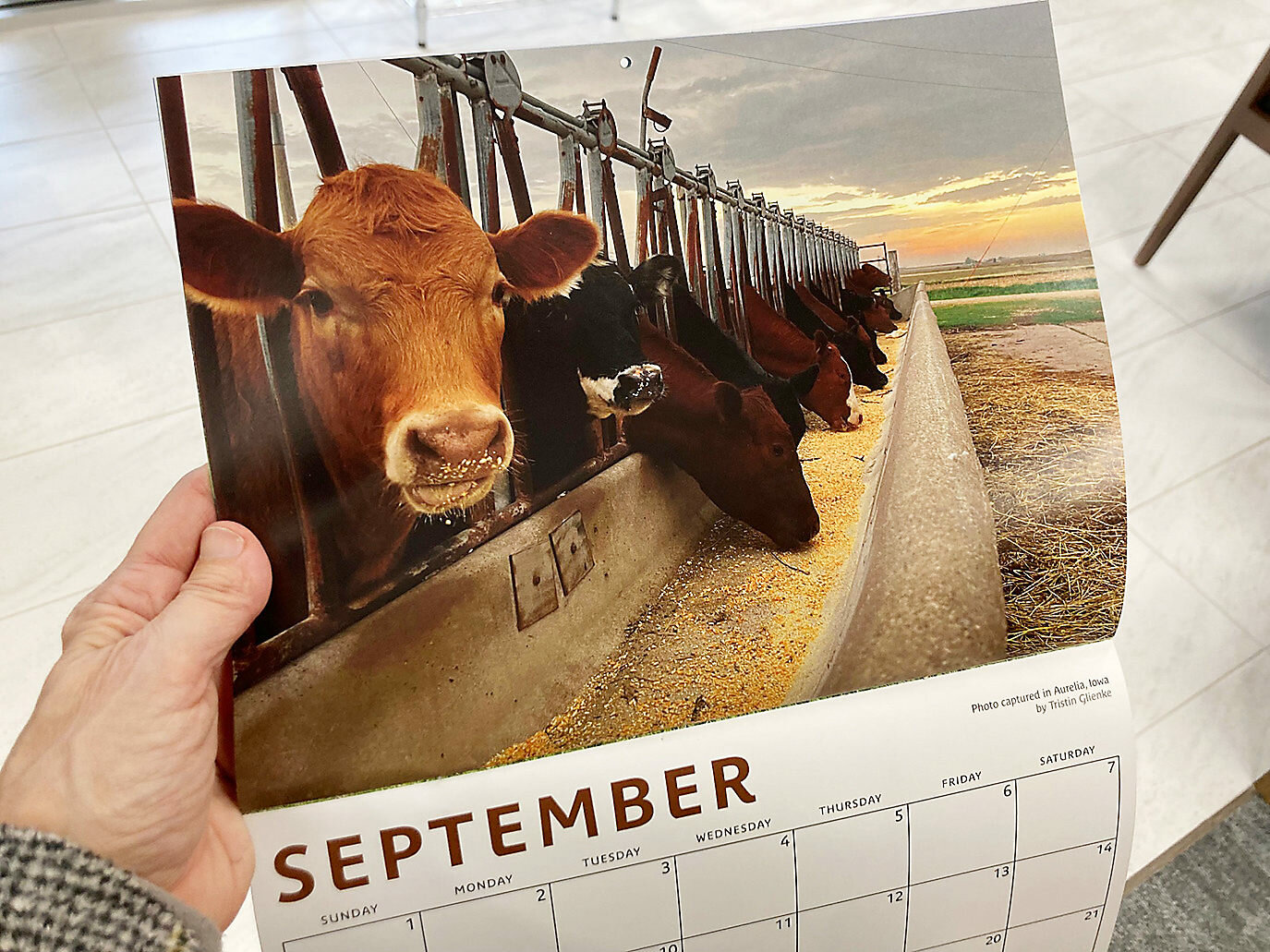 Calendar cows - Storm Lake Times Pilot