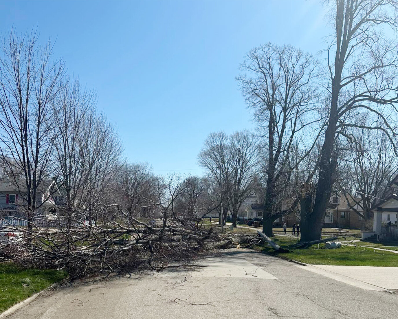 Tree downs power pole - Aurelia Star