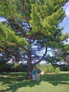 Special tree accompanies Cleghorn couple through life - The Cherokee ...