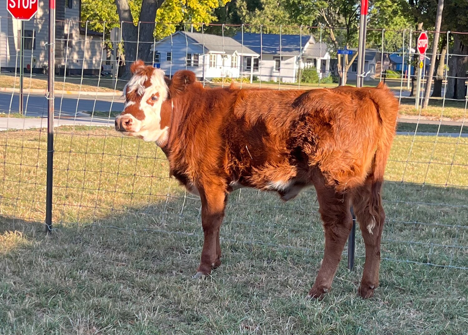 Montana the Cow and Goats at MMCRU - The Cherokee Chronicle Times