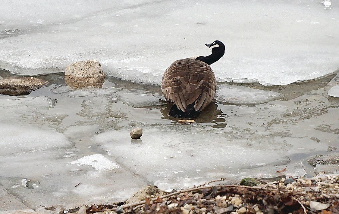 Bird flu affecting wild waterfowl - The Cherokee Chronicle Times