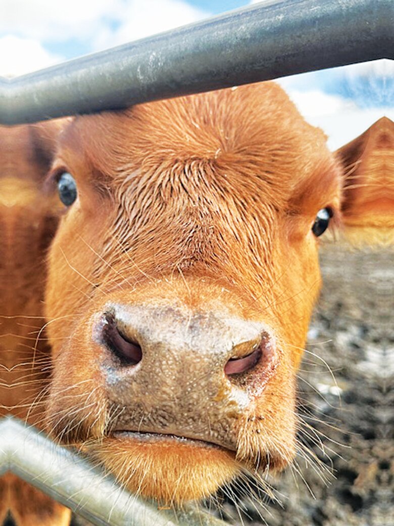 Princess takes the Cutest Calf crown - The Cherokee Chronicle Times