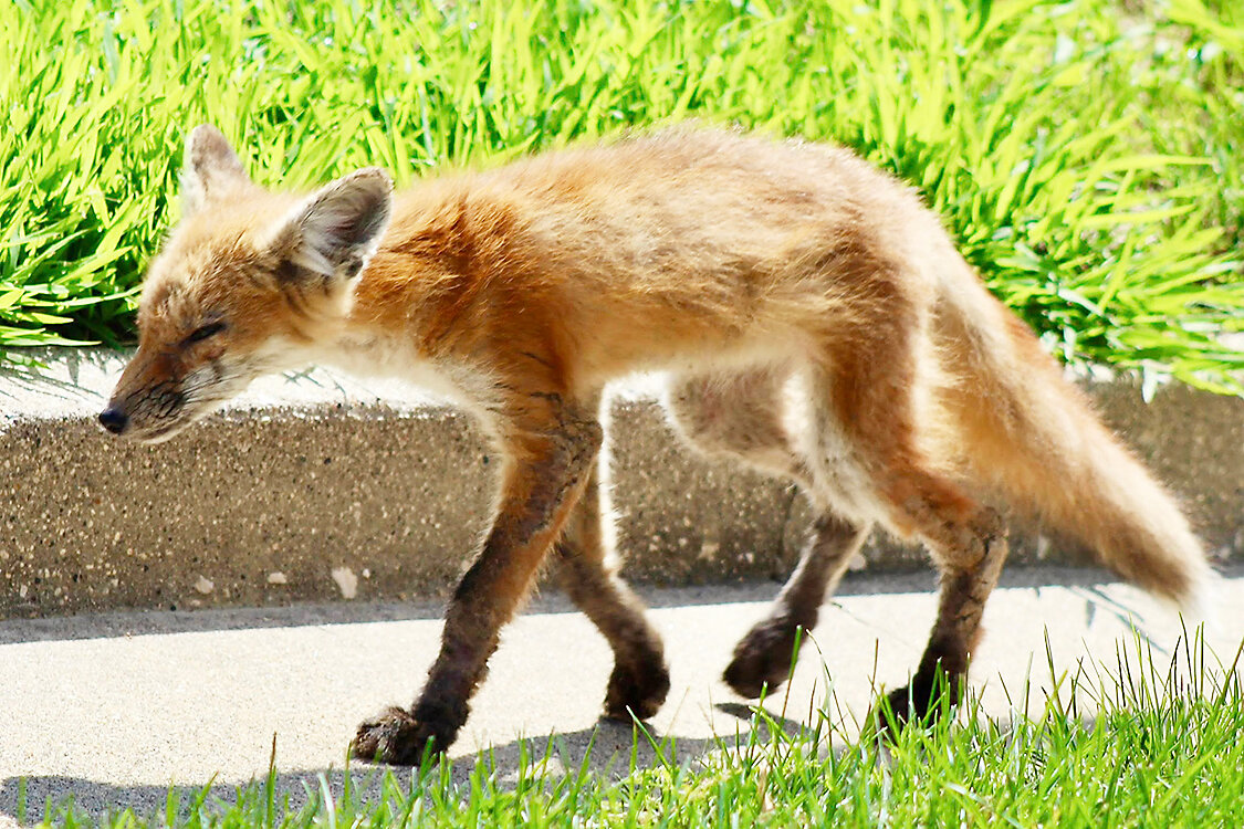 Sick foxes on Aurelia golf course recovering in rehab - Storm Lake ...