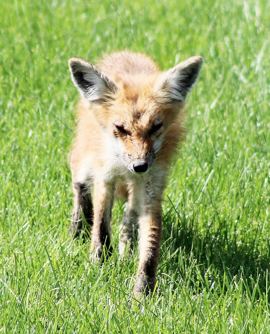 Sick foxes on Aurelia golf course recovering in rehab - The Cherokee ...