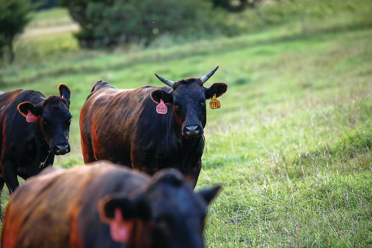 Family fueled farm operation features diverse livestock - The Cherokee ...