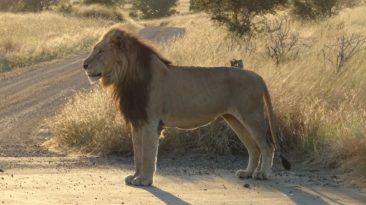 Kruger Lion Pride | Walterboro Live