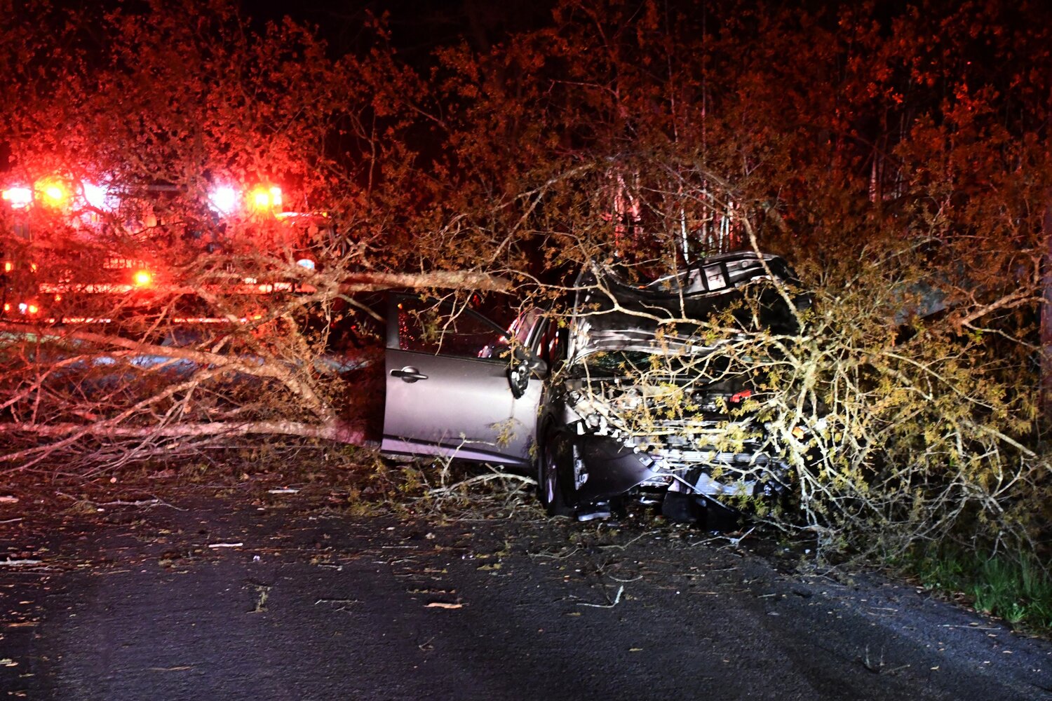 Fallen Tree Injures Motorist | Walterboro Live