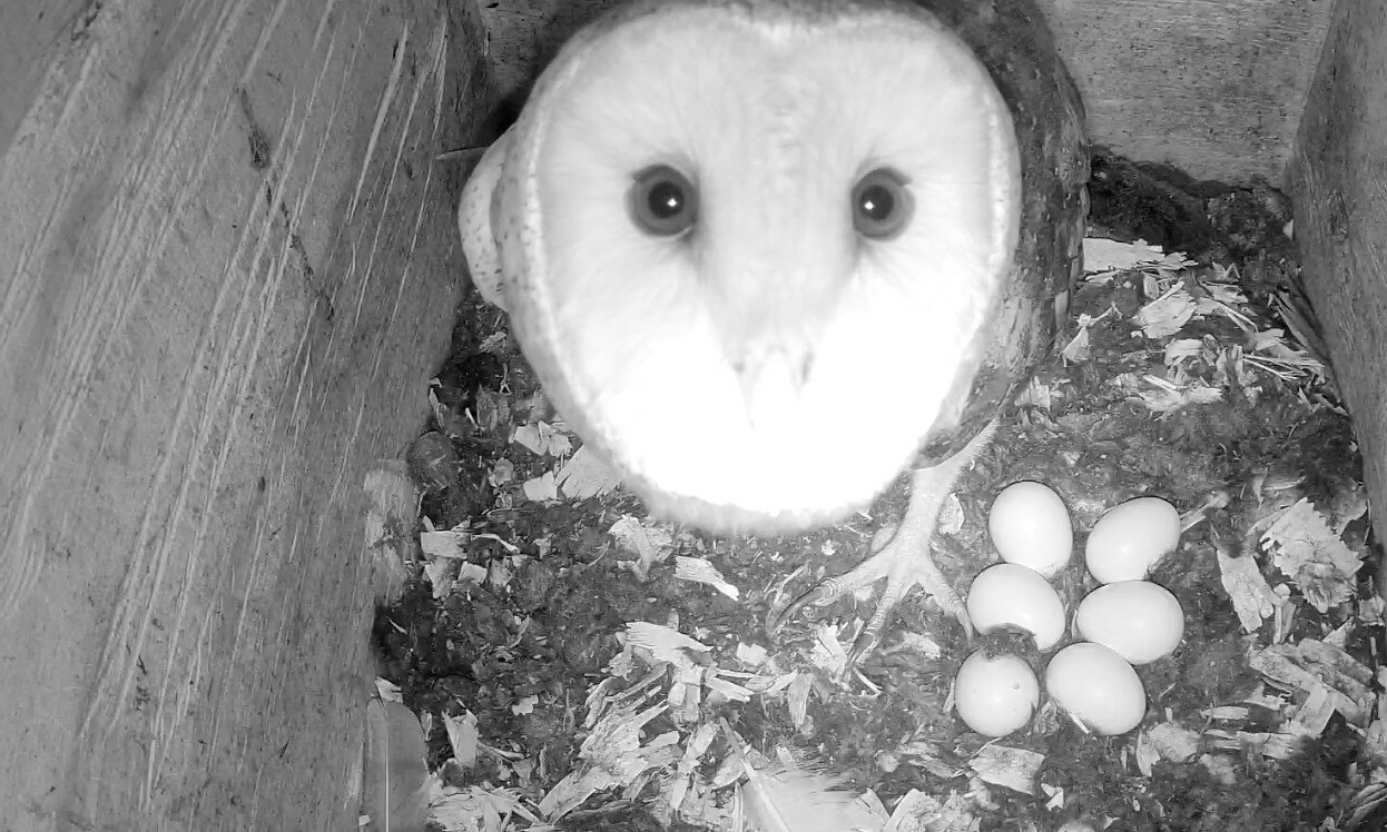 Rare Chance to Watch Barn Owls Hatch from Their Nest - Wise News Network