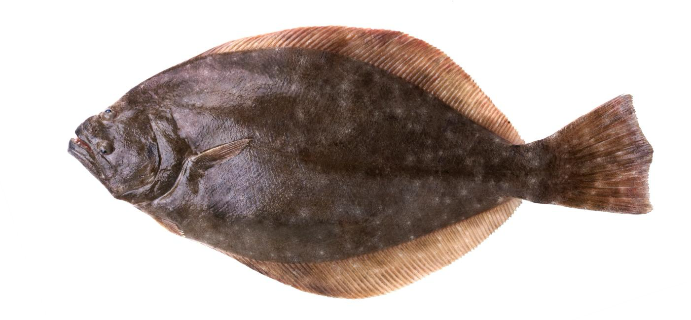 Wildlife Commission Announces 2026 Recreational Flounder Season - Wise ...