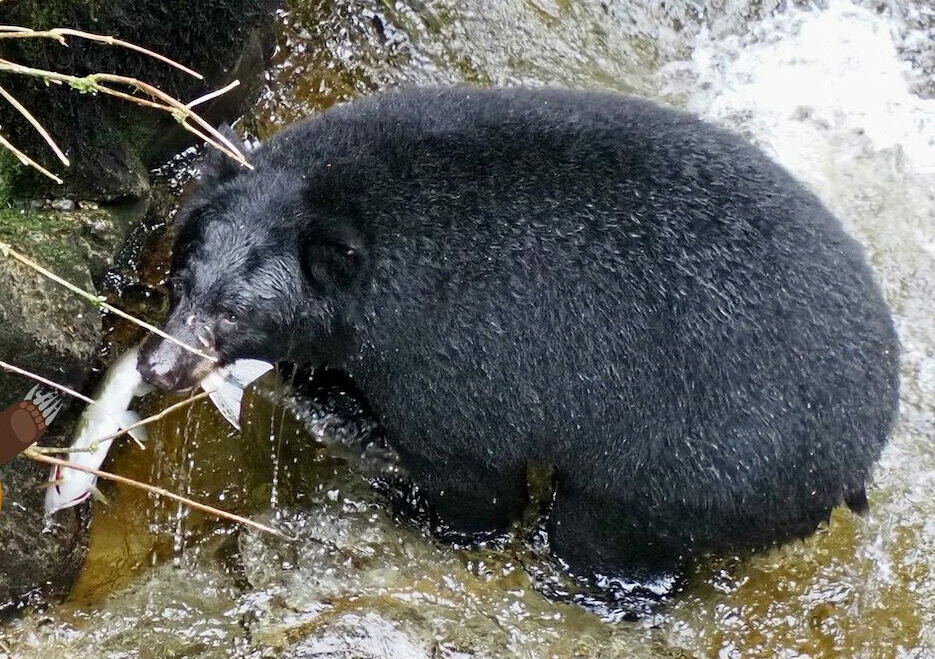 Forest Service honors Anan bears with unique awards - Wrangell Sentinel