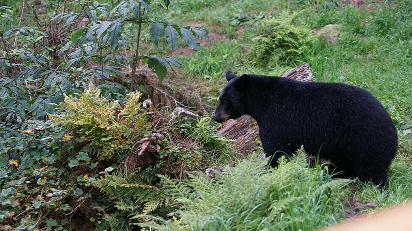 Forest Service honors Anan bears with unique awards - Wrangell Sentinel