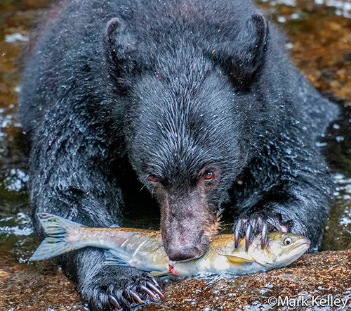 Anan bears photographer wins national award - Wrangell Sentinel