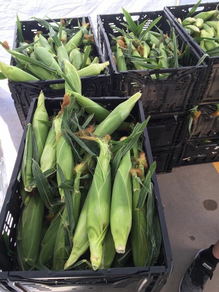 Sweet Corn Market returns to Fountain Hills on Saturdays - Fountain ...