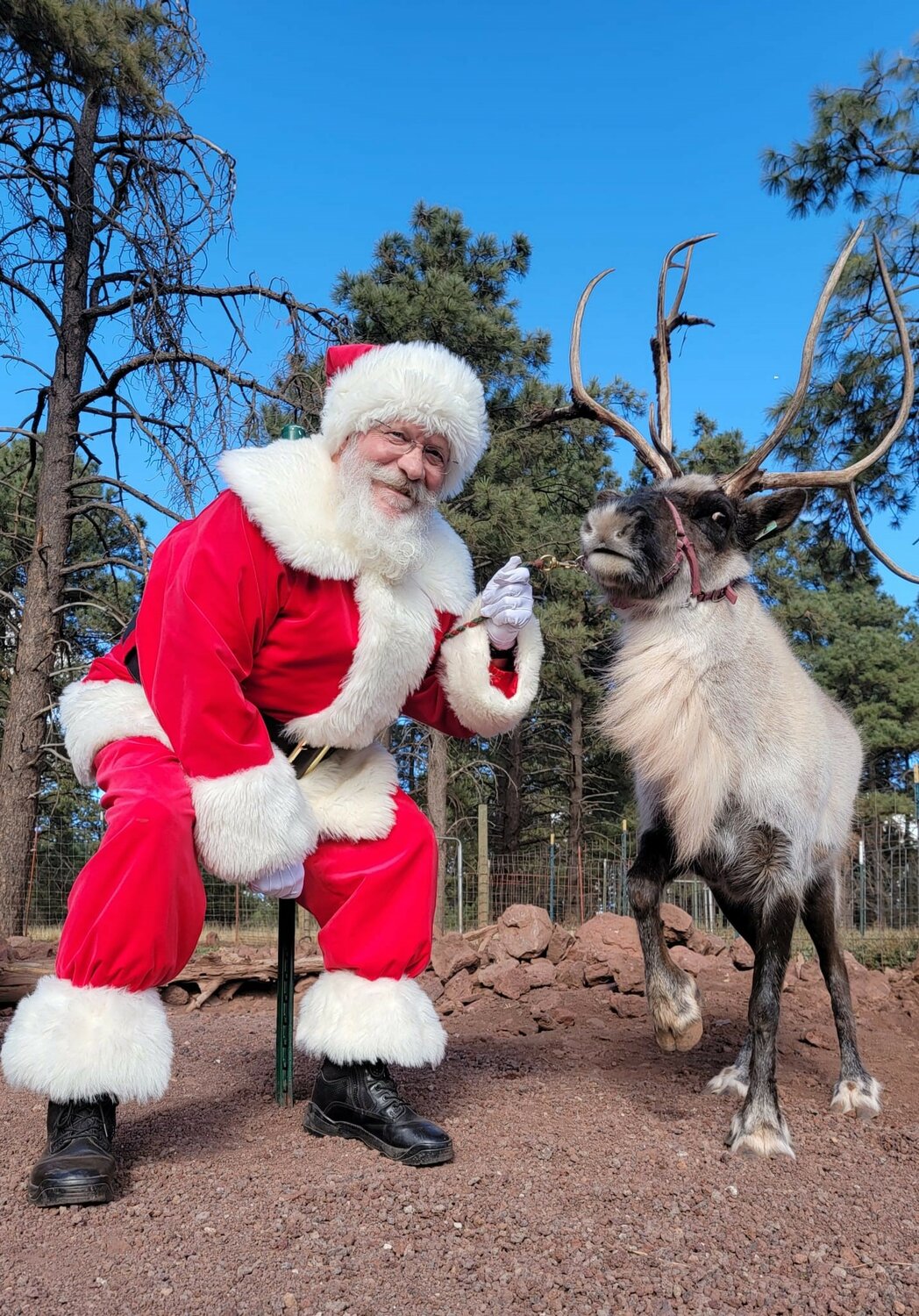 Where to find reindeer in Arizona - Fountain Hills Times