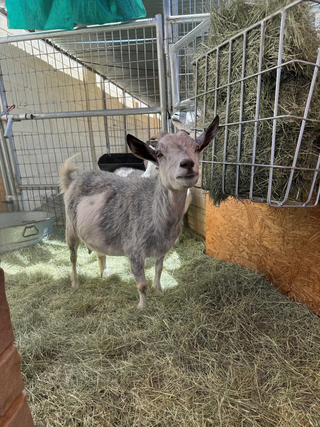 Abandoned goats found in Goldfield Ranch - Fountain Hills Times