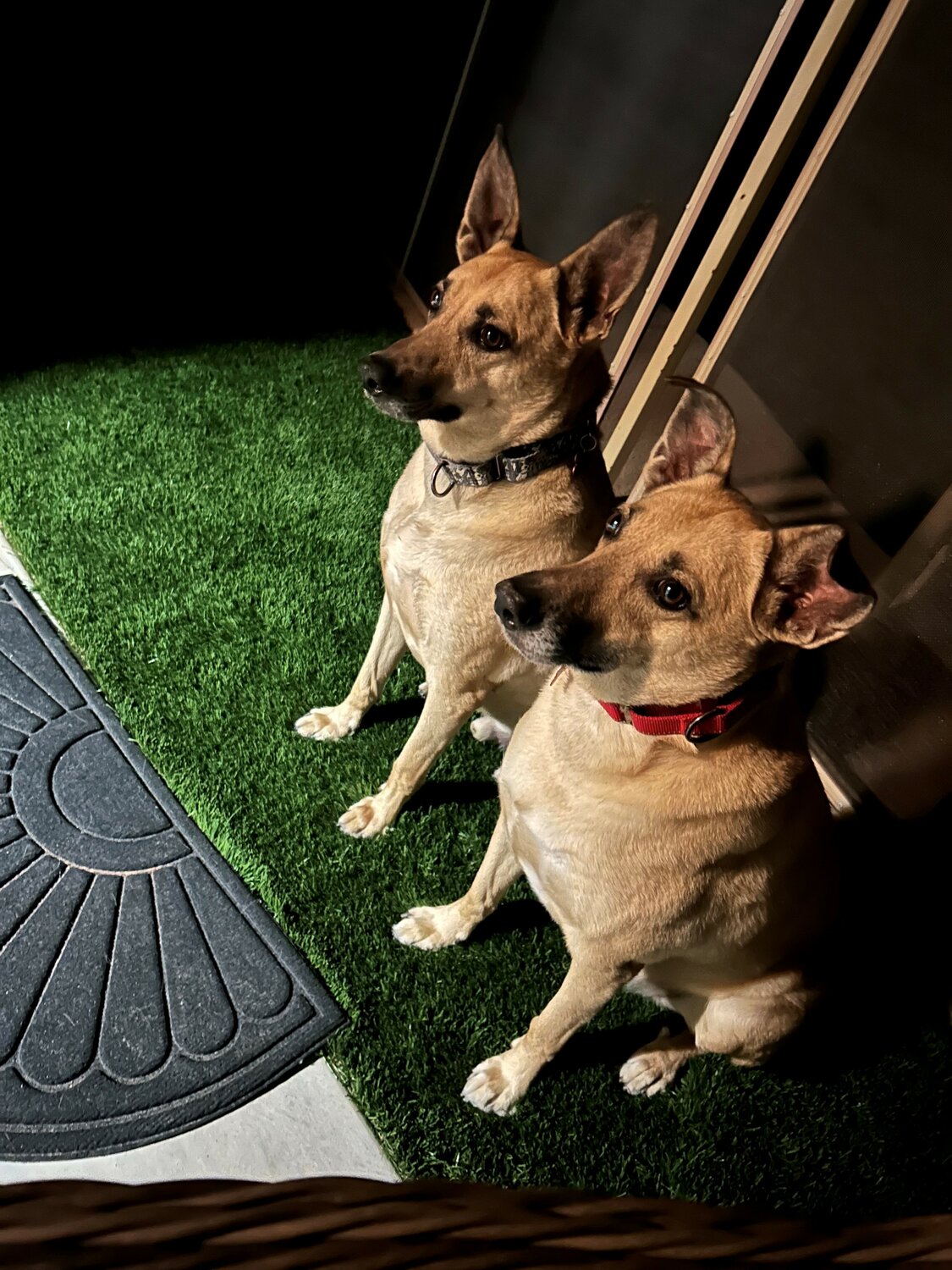 Rescue Pals in Fountain Hills celebrates milestone adoption - Fountain ...