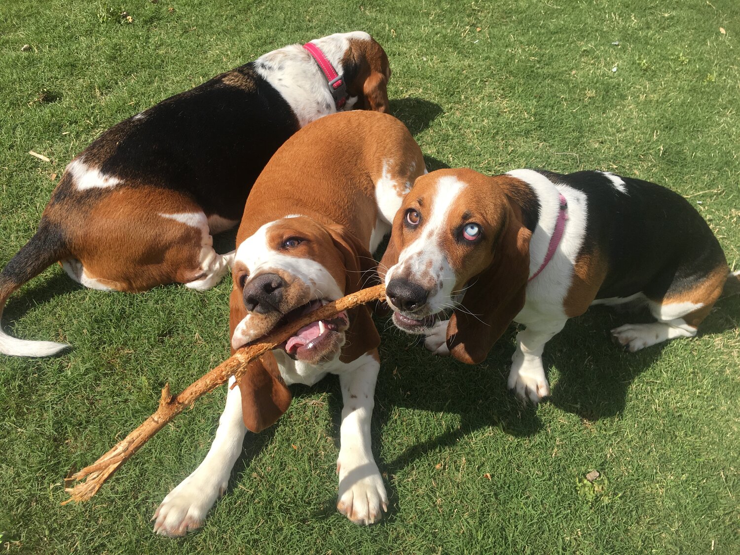 Multi-breed dog show to bark up a storm in Surprise - Surprise Independent